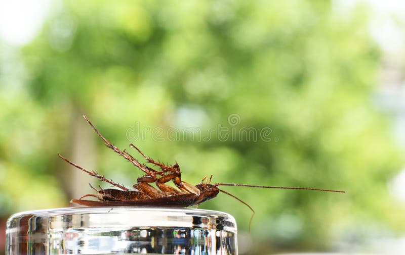 Dead Cockroaches on a Blurred Background for the Background Stock Image ...