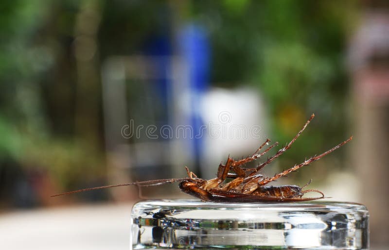 Dead Cockroaches on a Blurred Background for the Background Stock Image ...