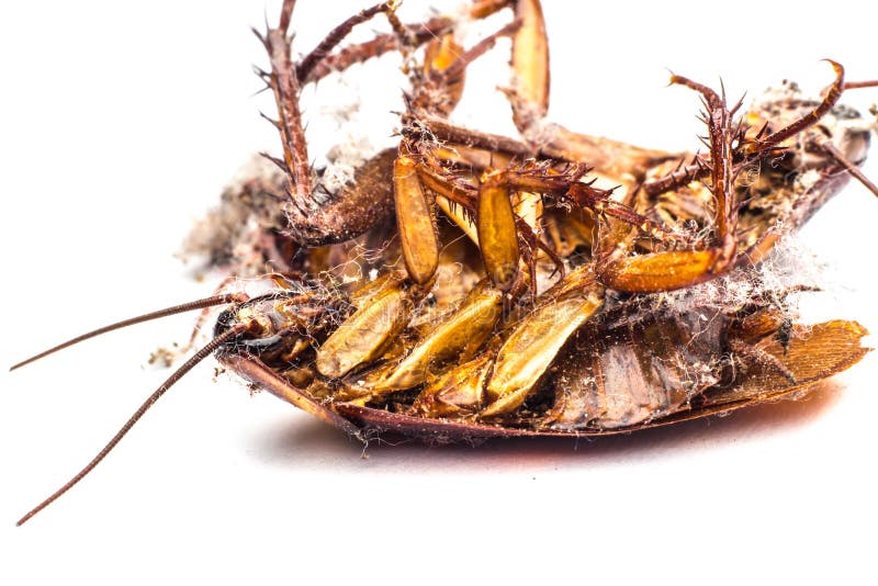 Close Up of a Death Cockroach Stock Photo - Image of dirt, insect: 59276128