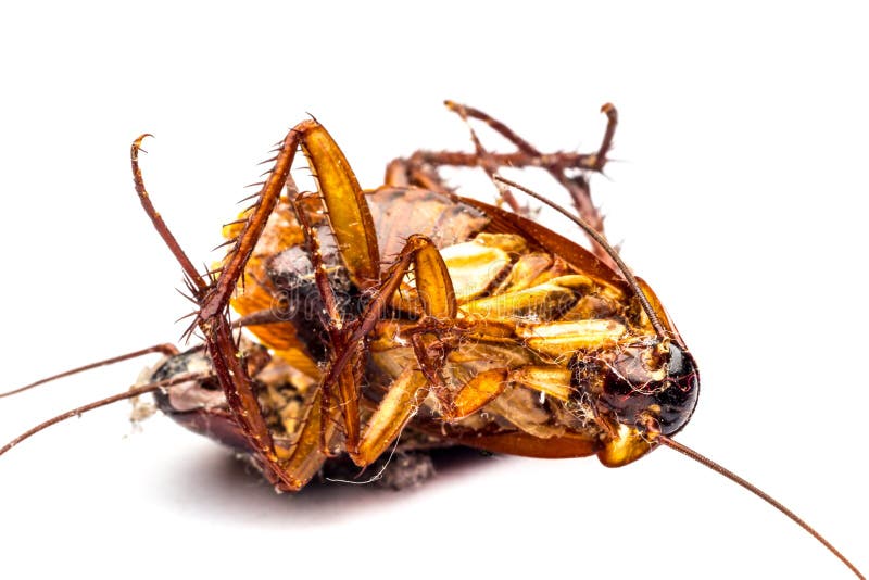 Close Up of a Death Cockroach Stock Photo - Image of dirt, insect: 59276128