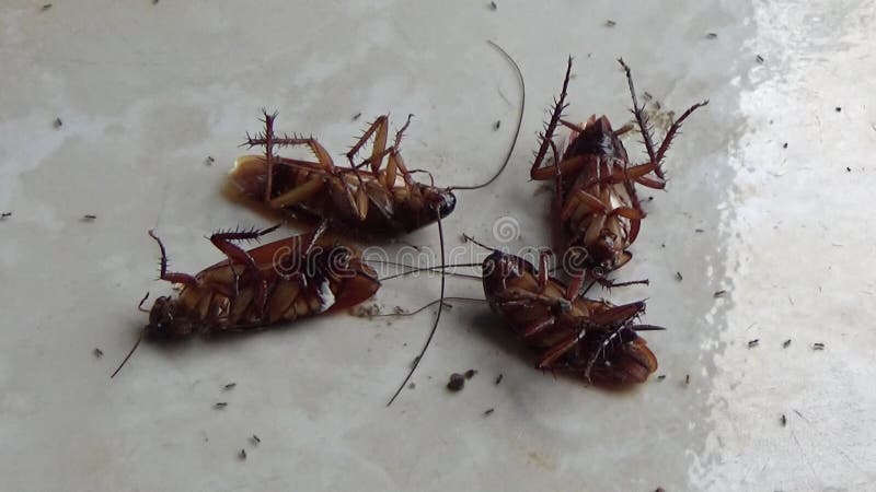 Dead Cockroaches Lie on the Floor Stock Video - Video of insect ...