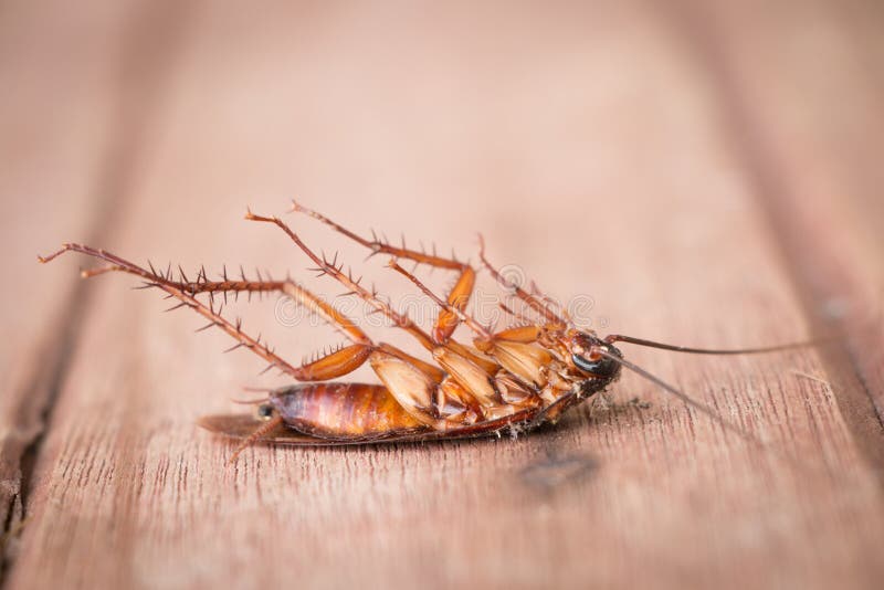 Dead cockroaches stock image. Image of revolting, cockroach - 55555299
