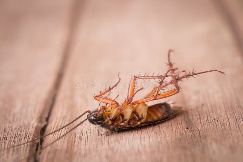 326 Cockroaches Table Stock Photos - Free & Royalty-Free Stock Photos ...