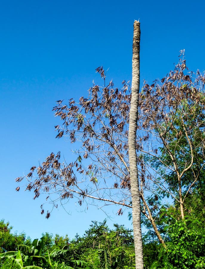 Dead coconut stock image. Image of plant, environment - 61451963