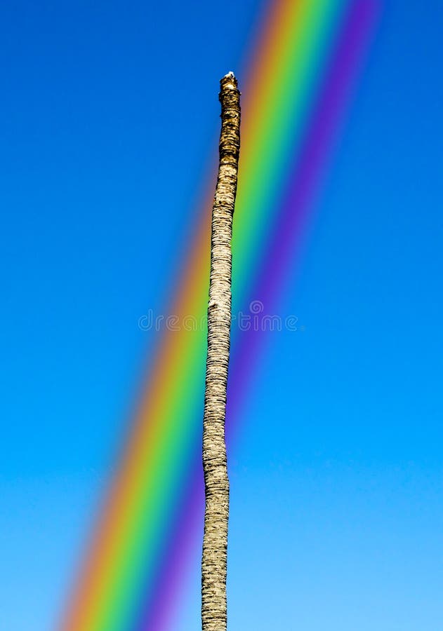 Dead Coconut Rainbow in the Blue Sky Stock Image - Image of garden ...