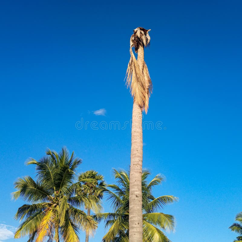 Dead coconut tree. stock photo. Image of monument, beach - 227951404