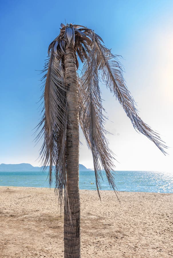 Dead coconut tree was cut stock image. Image of plant - 38628117