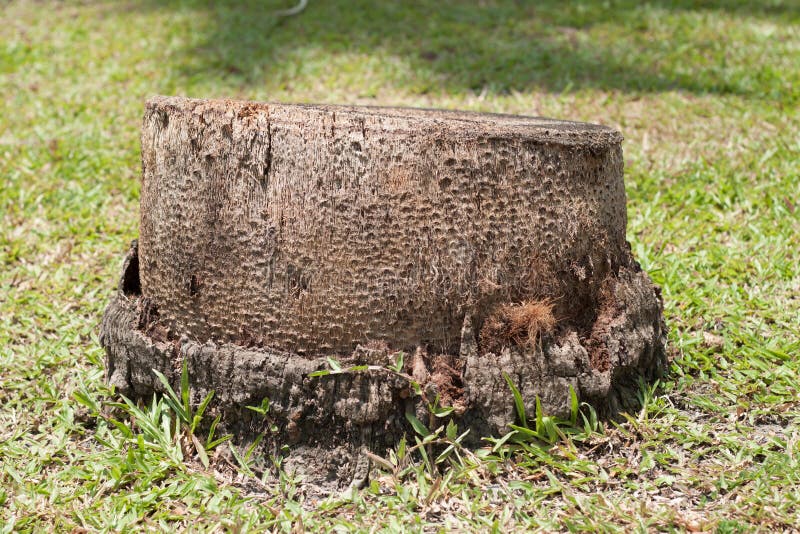 Dead coconut tree stock photo. Image of bark, stem, single - 40000154