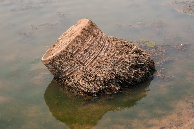 Dead coconut tree was cut stock image. Image of plant - 38628117