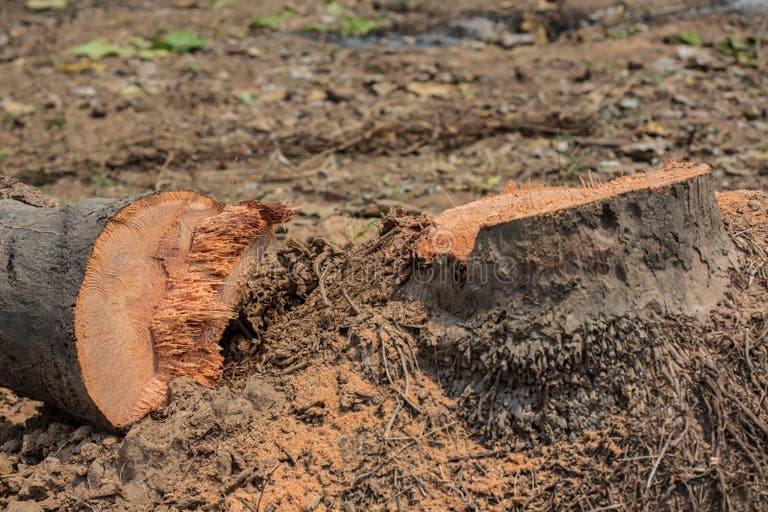 Dead coconut tree was cut stock photo. Image of tree - 30096056