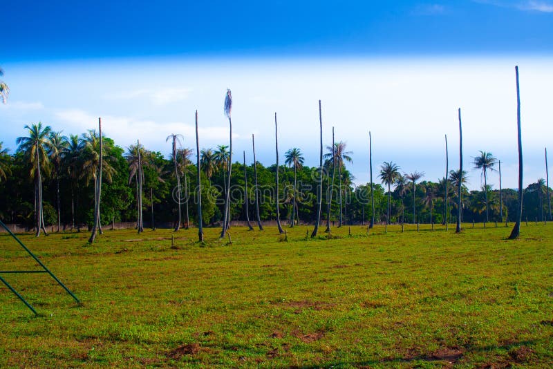 Dead Coconut Trees on the Roadside Stock Image - Image of background ...