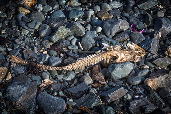 482 Dead Cod Fish Stock Photos - Free & Royalty-Free Stock Photos from ...