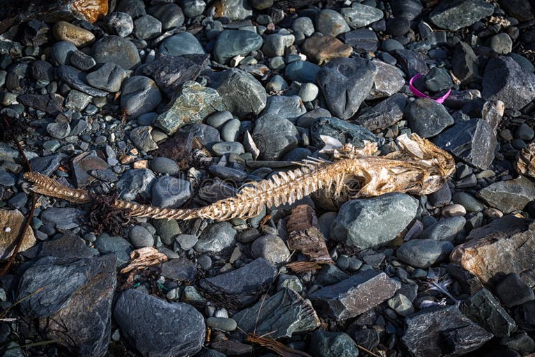 477 Dead Cod Fish Stock Photos - Free & Royalty-Free Stock Photos from ...