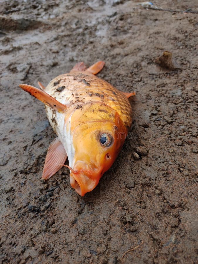 Dead Colorful Koi Carp Fish Laying on Mud Ground Stock Photo - Image of ...