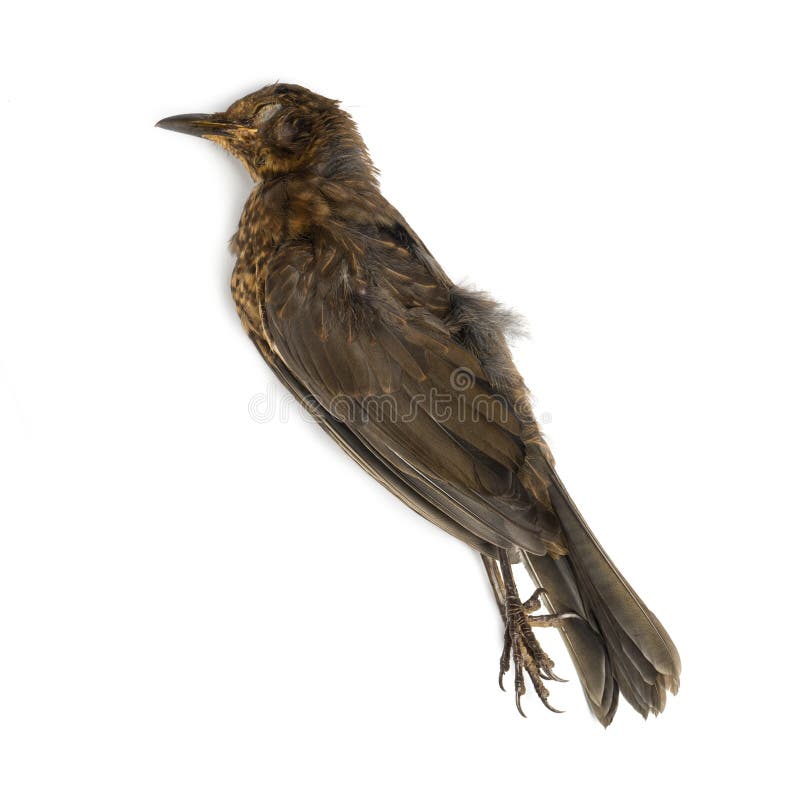Dead Common blackbird stock photo. Image of blackbird - 44432740