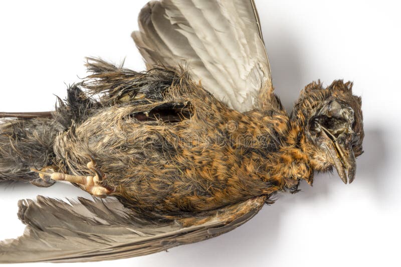 Dead blackbird stock image. Image of decomposition, dead - 233376185