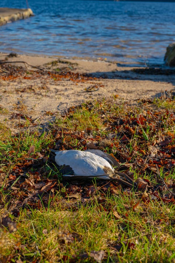 Dead Common Murre at a Beach by the Sea.. Stock Photo - Image of ...
