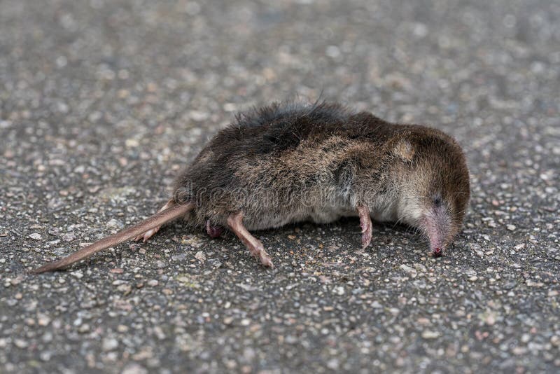 Dead Common Shrew on Garden Tile Stock Image - Image of predator ...