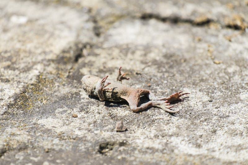 Dead Common Toad Lies on an Old Concrete Surface Stock Image - Image of ...