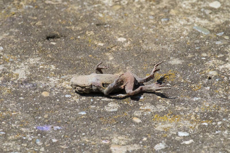 Dead Common Toad Lies on an Old Concrete Surface Stock Image - Image of ...