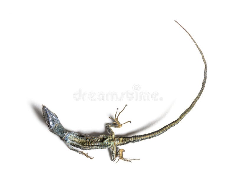 Dead Common Lizard in State of Decomposition Stock Photo - Image of ...
