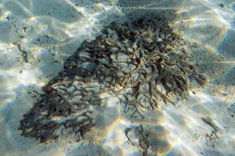 Dead Coral on the Beach or Seashore in Grey and Brown Color. Texture ...