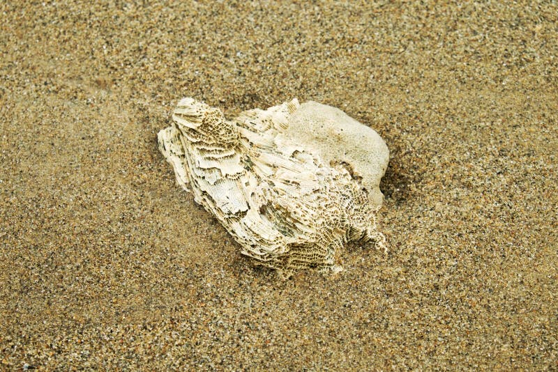 Dead Coral on the Beach or Seashore in Grey and Brown Color. Texture ...