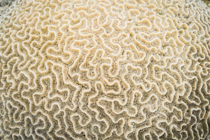 Dead coral on the beach stock photo. Image of pattern - 75090656