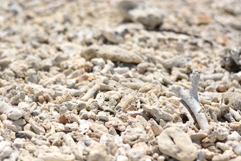 Dead coral on the beach stock image. Image of travel - 77353769