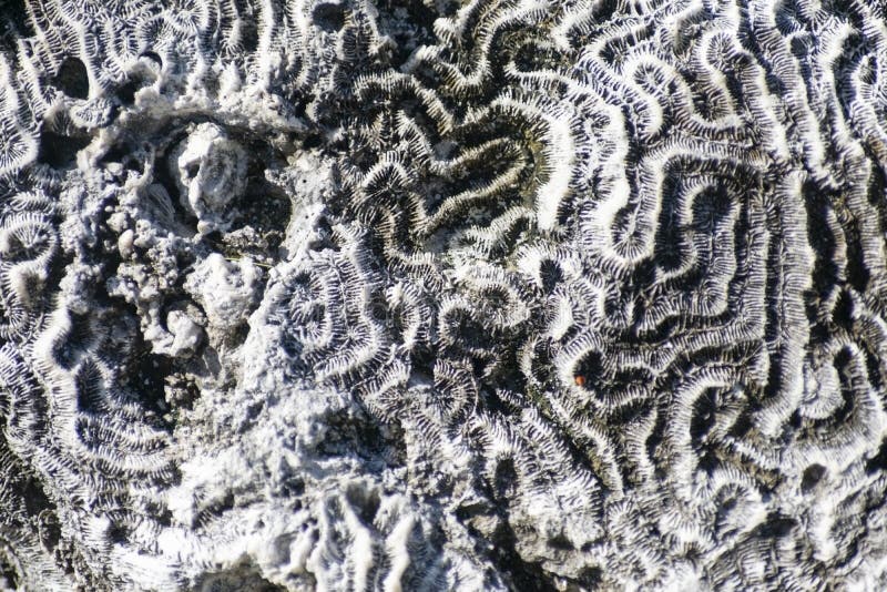 Dead Coral Reef close up stock photo. Image of corallites - 246717324