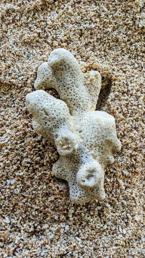 Dead Coral Reefs Washed Ashore Stock Image - Image of washed, insect ...