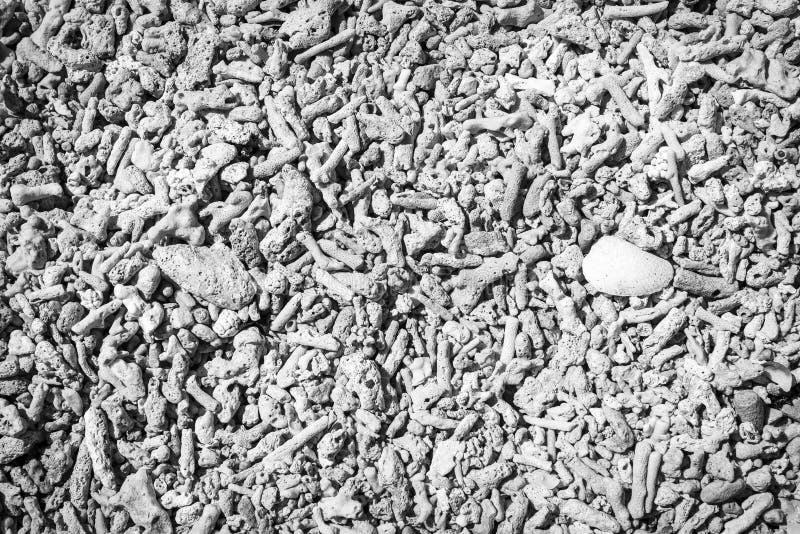 Dead Coral on the Beach or Seashore in Grey and Brown Color. Texture ...