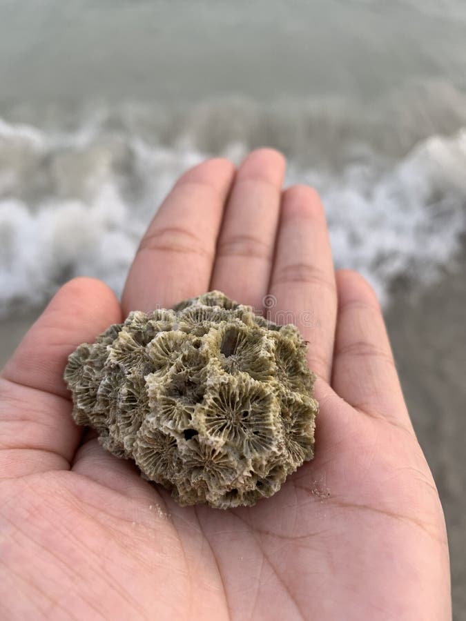 Dead coral stock photo. Image of beach, tropical, life - 27144960