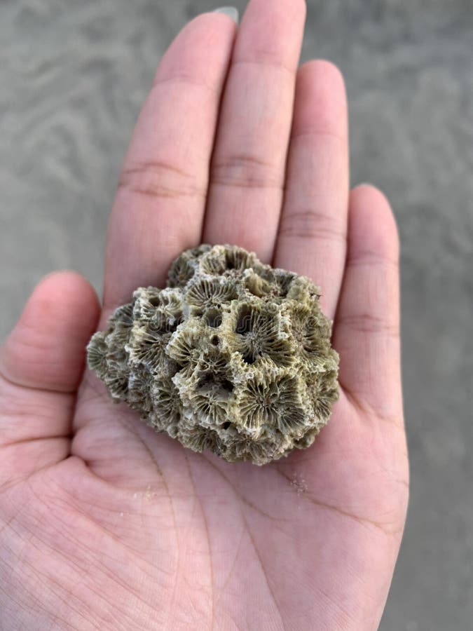 Dead coral stone in hand. stock image. Image of rock - 277878655