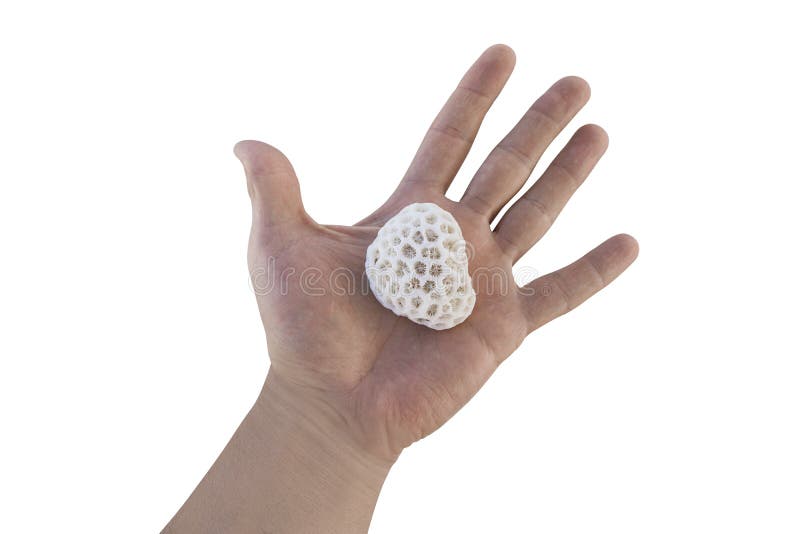 Dead Coral Stone in Hand. White Skeleton Texture of Structure Natural ...