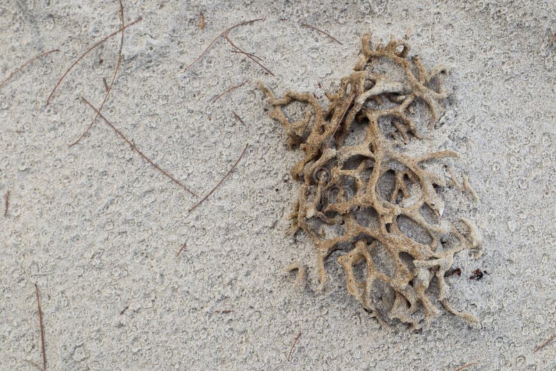 Dead Coral Washed Up on the Sandy Beach in Port Dickson Stock Image ...