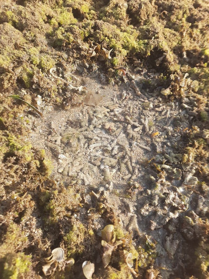 Dead Corals in Low Tide Beach Stock Image - Image of dead, coral: 389692175