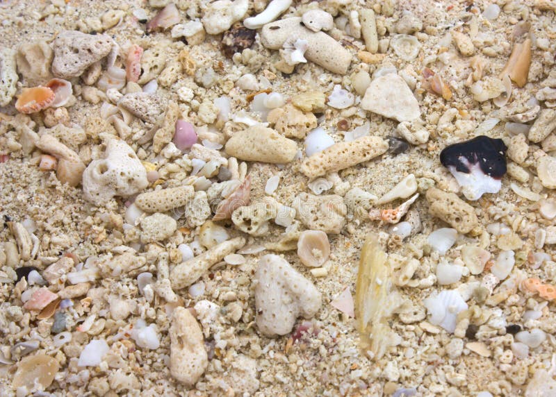 Dead corals and shell stock image. Image of water, nature - 30715865