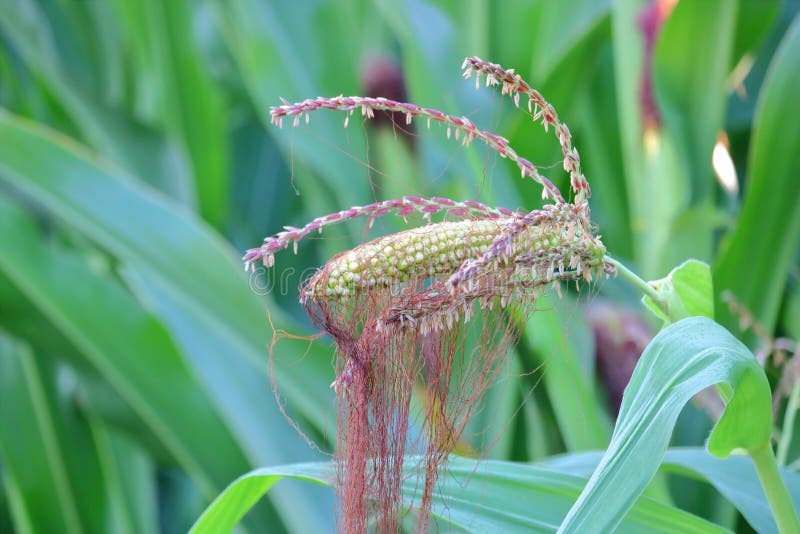 Dead Corn Crop and Drought stock photo. Image of dead - 123157176