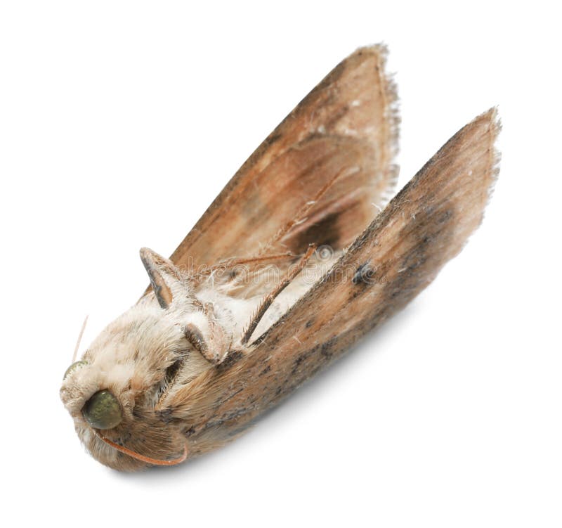 Dead Corn Earworm Moth Isolated on White Stock Photo - Image of life ...