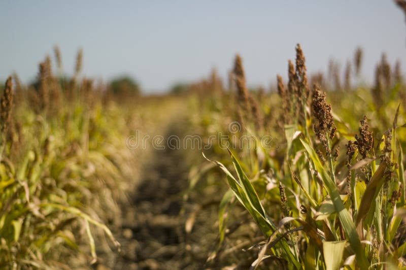 Dead Corn Field stock image. Image of harvest, golden - 6693589