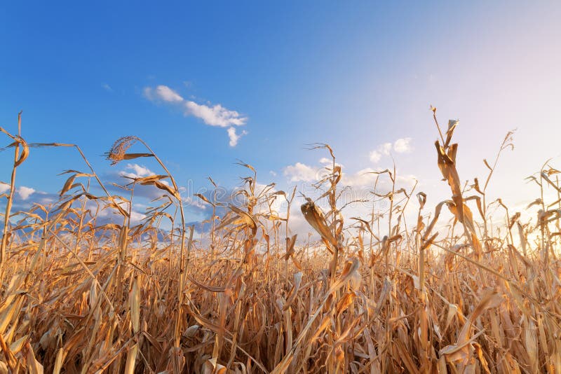 Dead corn field stock image. Image of farm, empty, harvest - 77949849