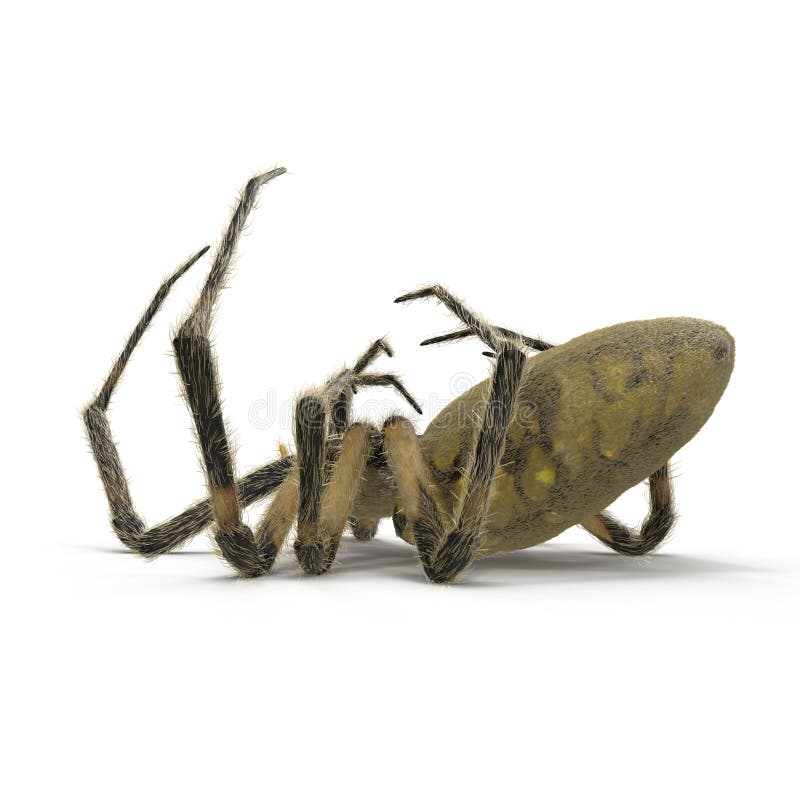 Corn Spider Stock Illustrations – 581 Corn Spider Stock Illustrations ...