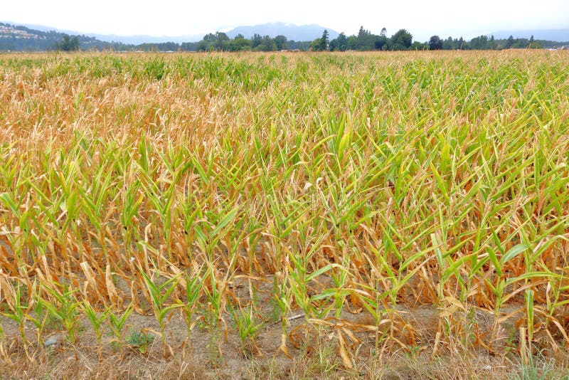 Dead cornfield stock image. Image of farming, square, landscape - 2046431