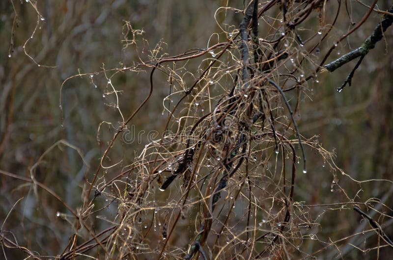 Dead Covert and Branches Twined with Dead Vines. Stock Photo - Image of ...