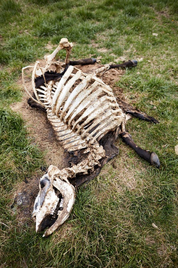 Dead Cow Decomposing in Grass Stock Image - Image of legs, predation ...