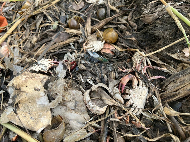 Dead Crab Carcass on Dry Soil Stock Image - Image of shell, closeup ...