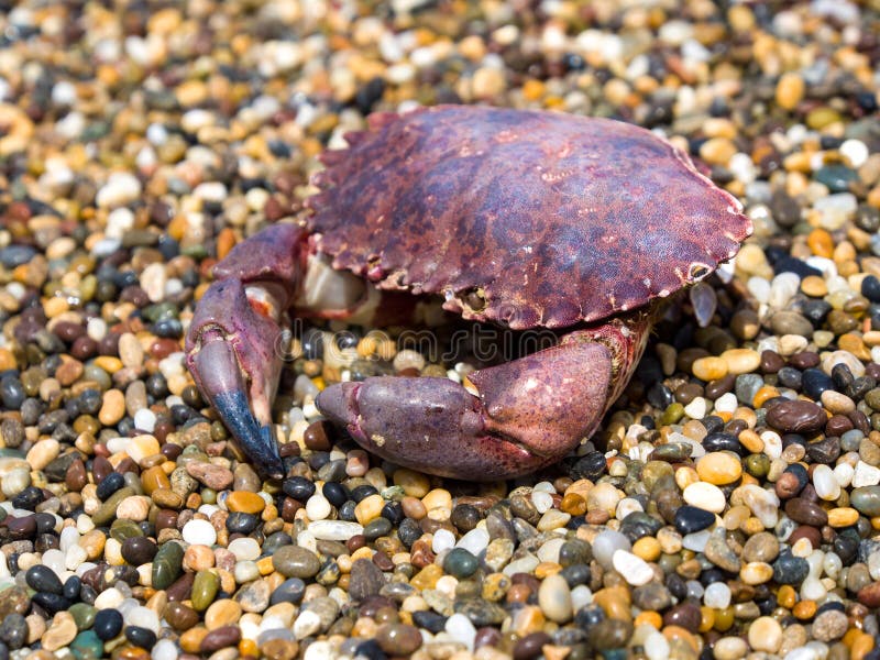 The Dead Crab stock image. Image of crab, color, claw - 40026773