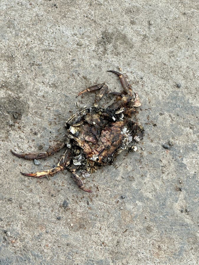 Dead crab on the ground stock image. Image of crustacean - 332714595