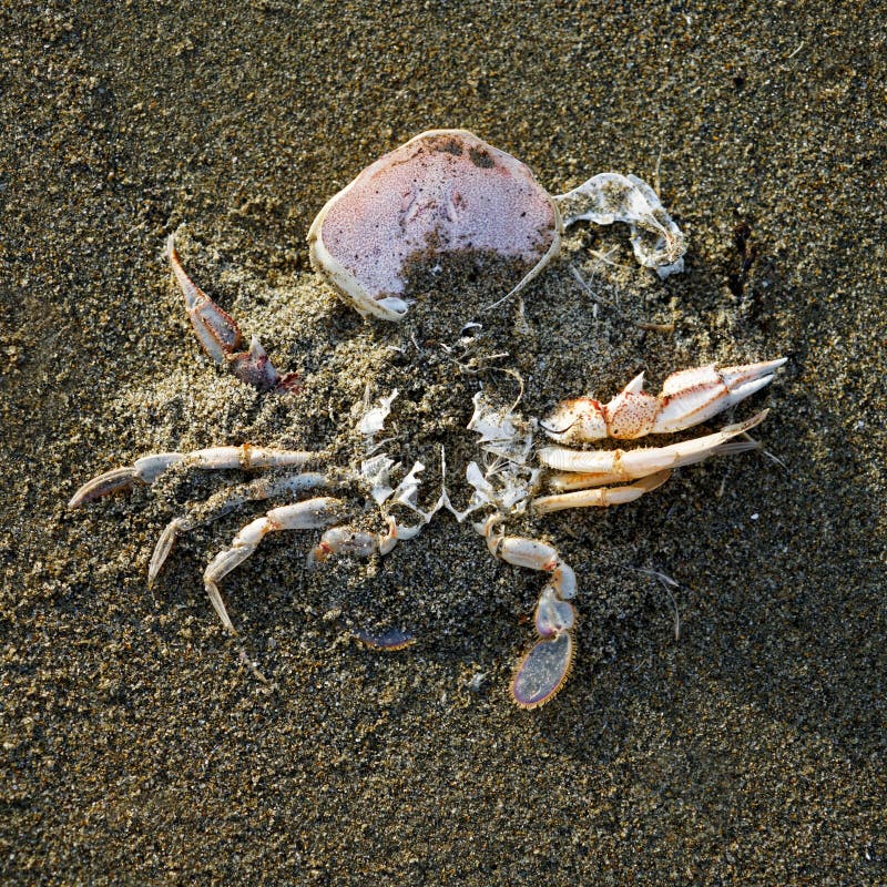 Dead crab crushed stock photo. Image of remains, body - 149250160
